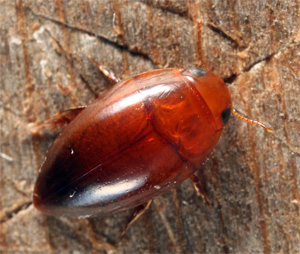 Aquatic Coleoptera