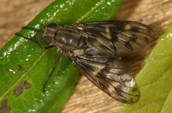 Diptera of Michigan - Species List - Aquatic Insects of Michigan